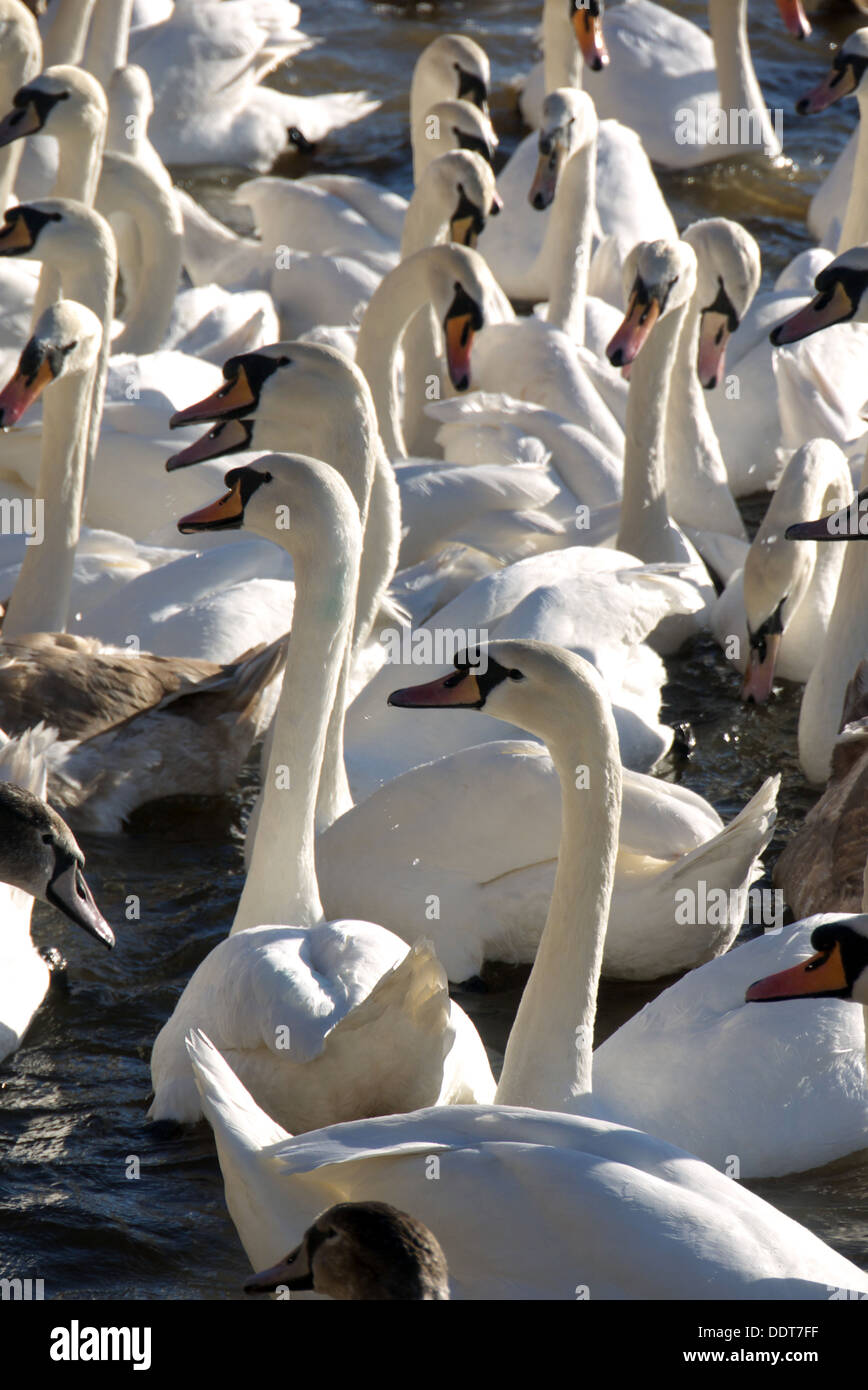 Worcester swans hi-res stock photography and images - Alamy