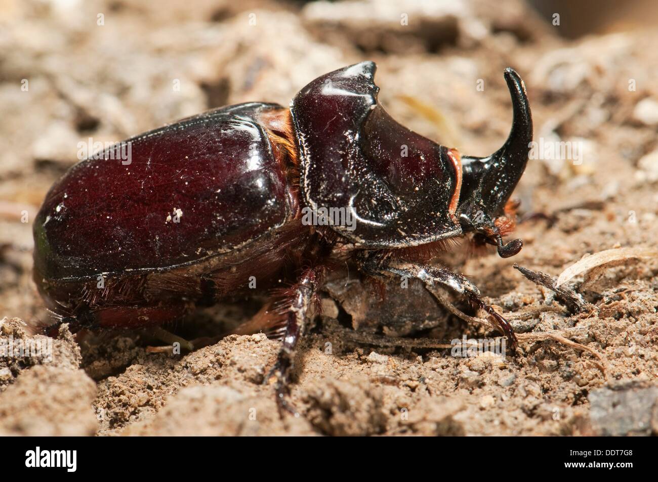 Nasicornis hi-res stock photography and images - Alamy