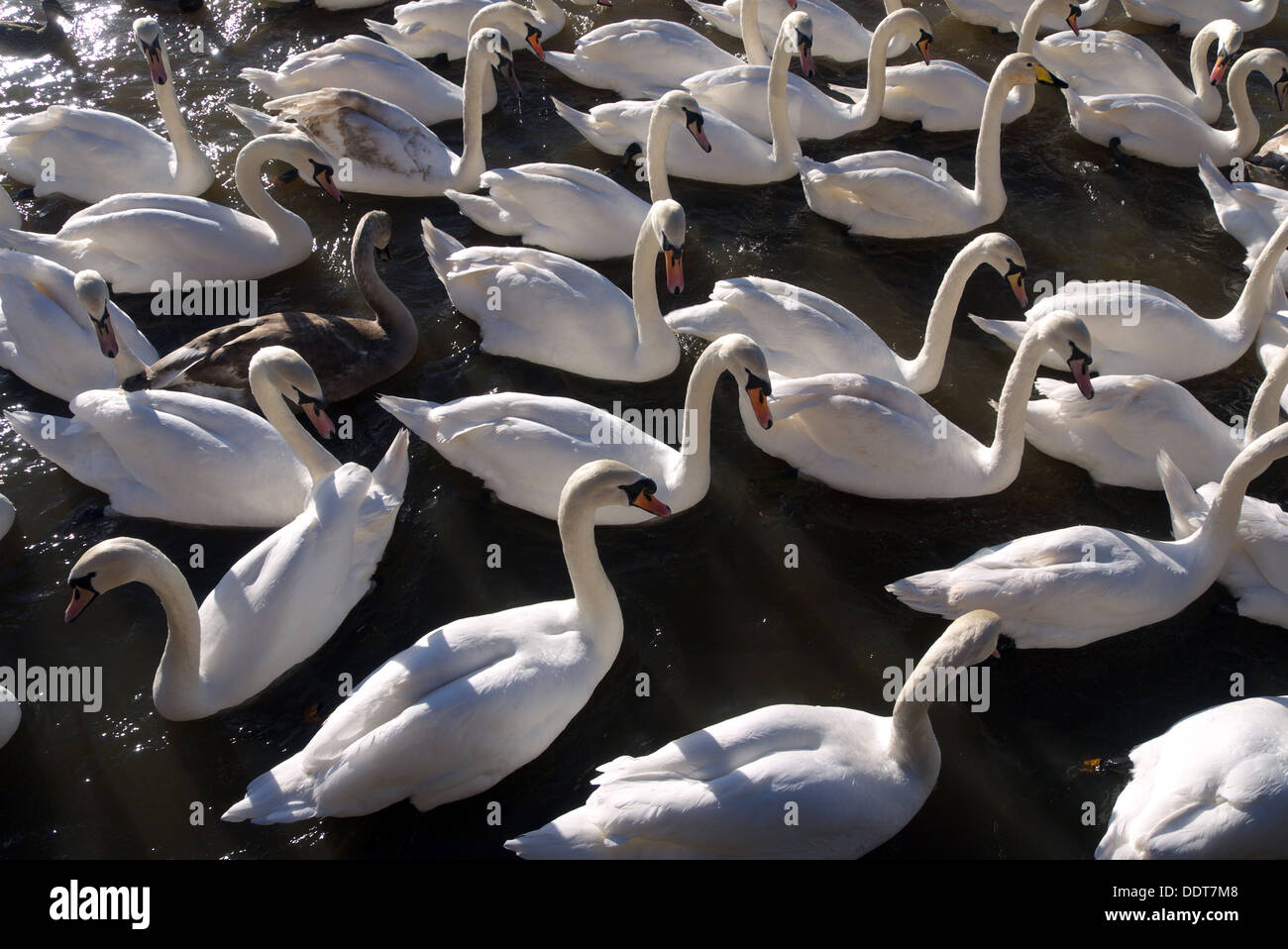 Swans river severn hi-res stock photography and images - Alamy