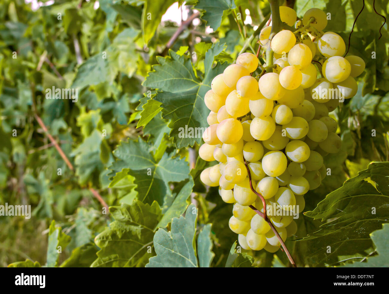 Withe grapes in vineyard Stock Photo - Alamy