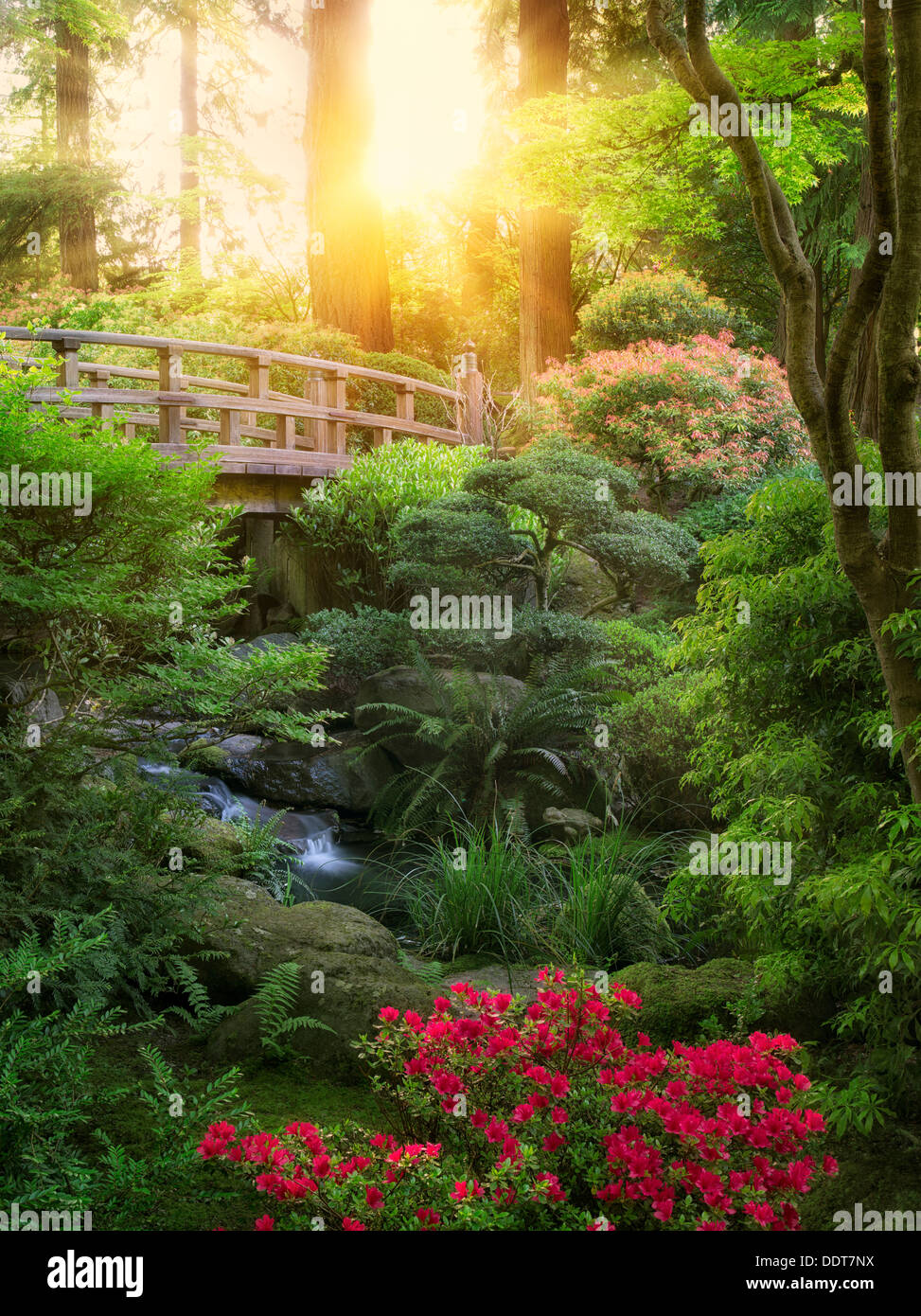 Bridge, stream and blooming Rhododendron. Portland Japanese Garden ...