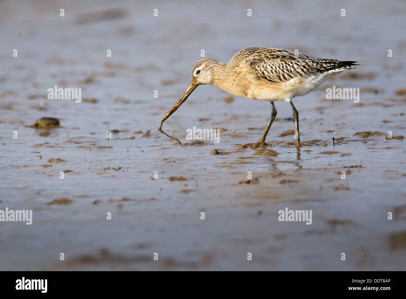 Bar-tailed godwits feeding in a muddy environment Stock Photo - Alamy