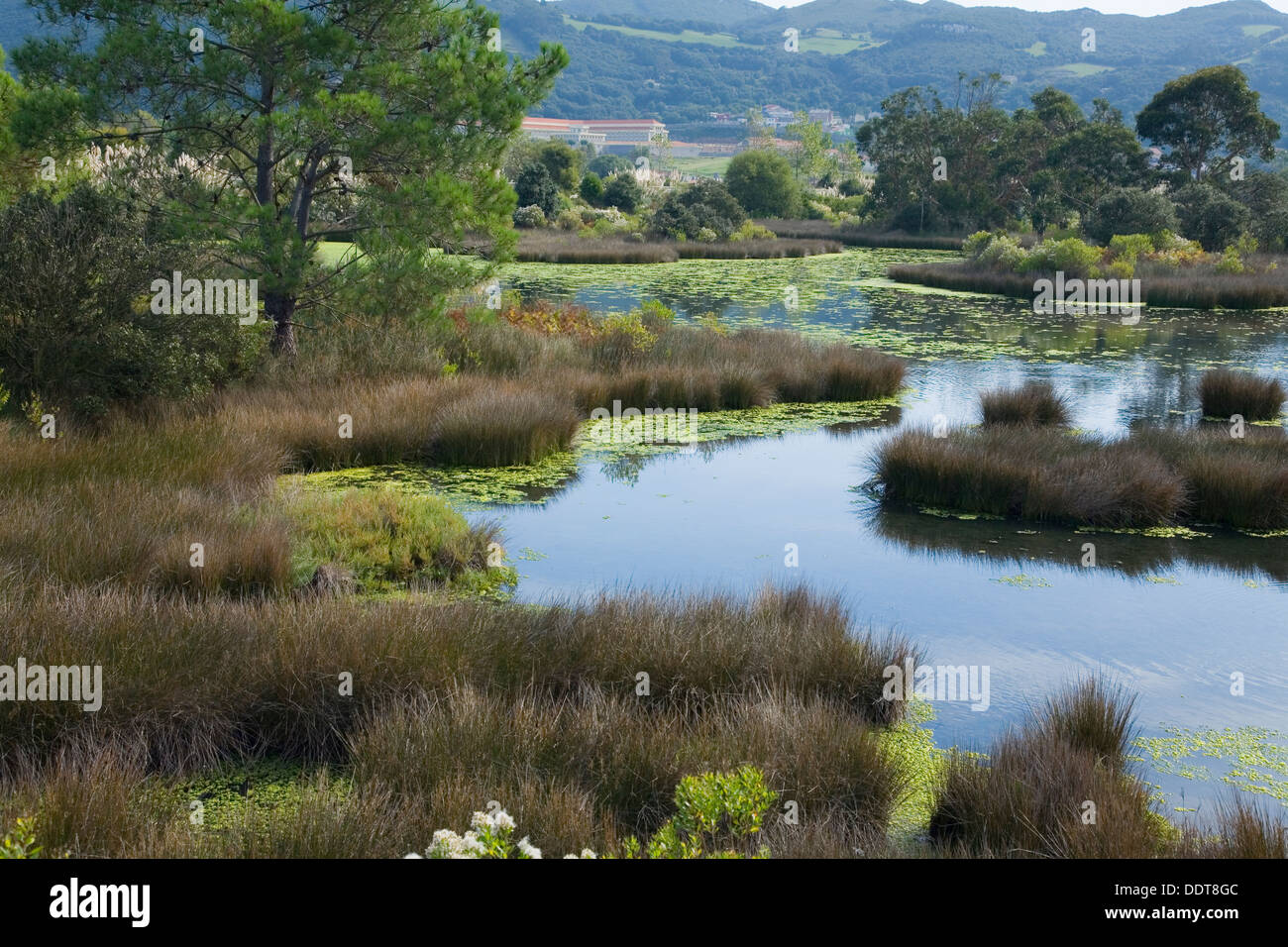 Marsh habitats hi-res stock photography and images - Alamy