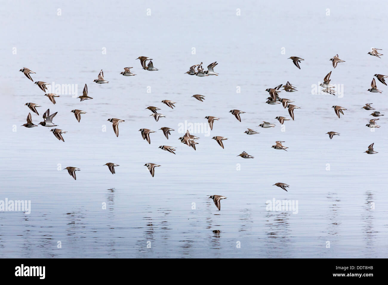 Ringed Plover Flying Stock Photos & Ringed Plover Flying Stock Images ...