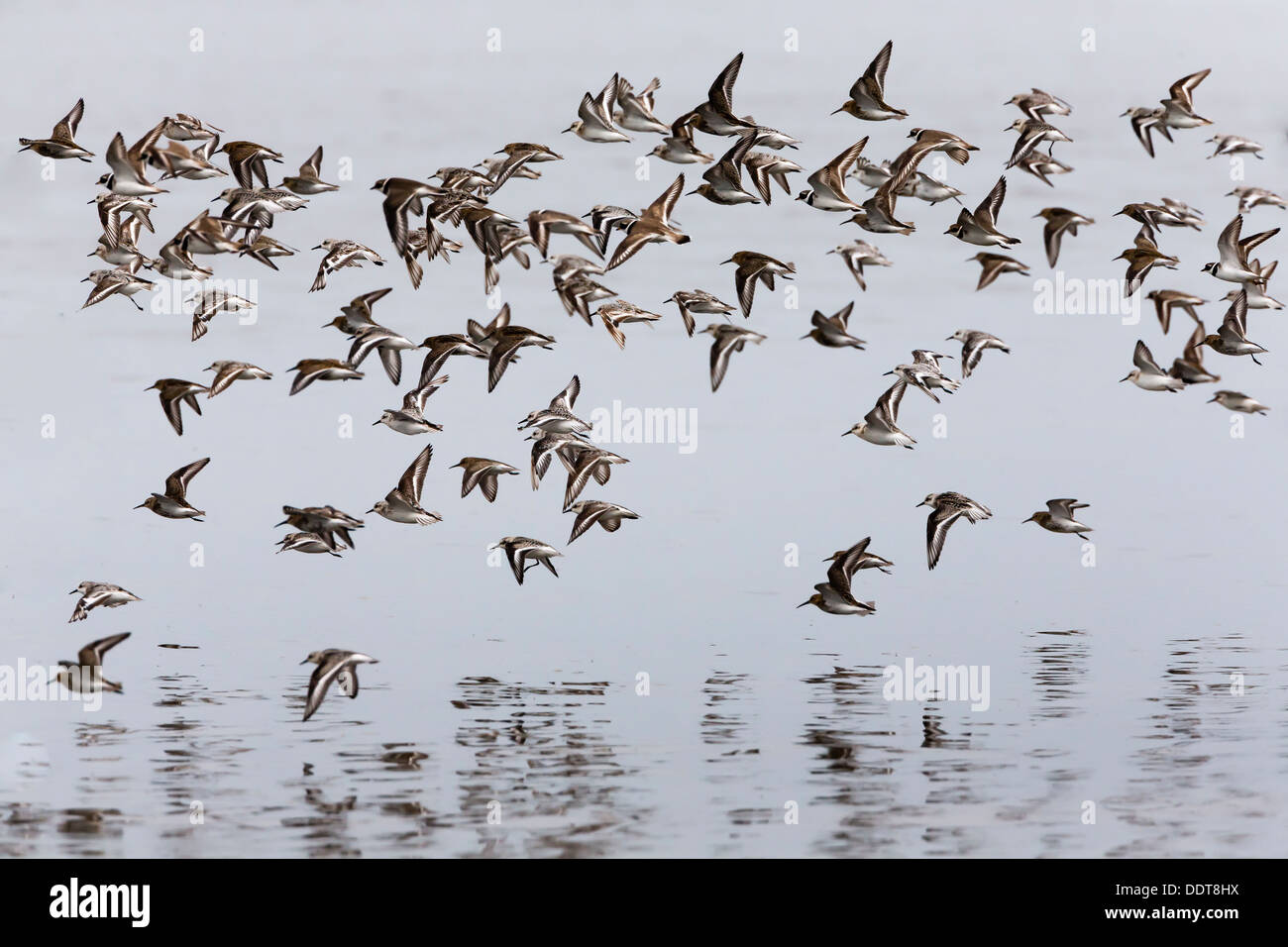 A flock of ringed plover in flight over water Stock Photo - Alamy