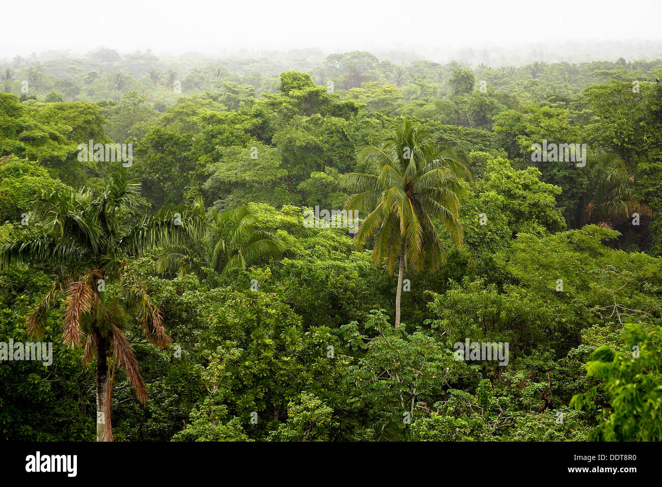 Tabasco Mexico Forests