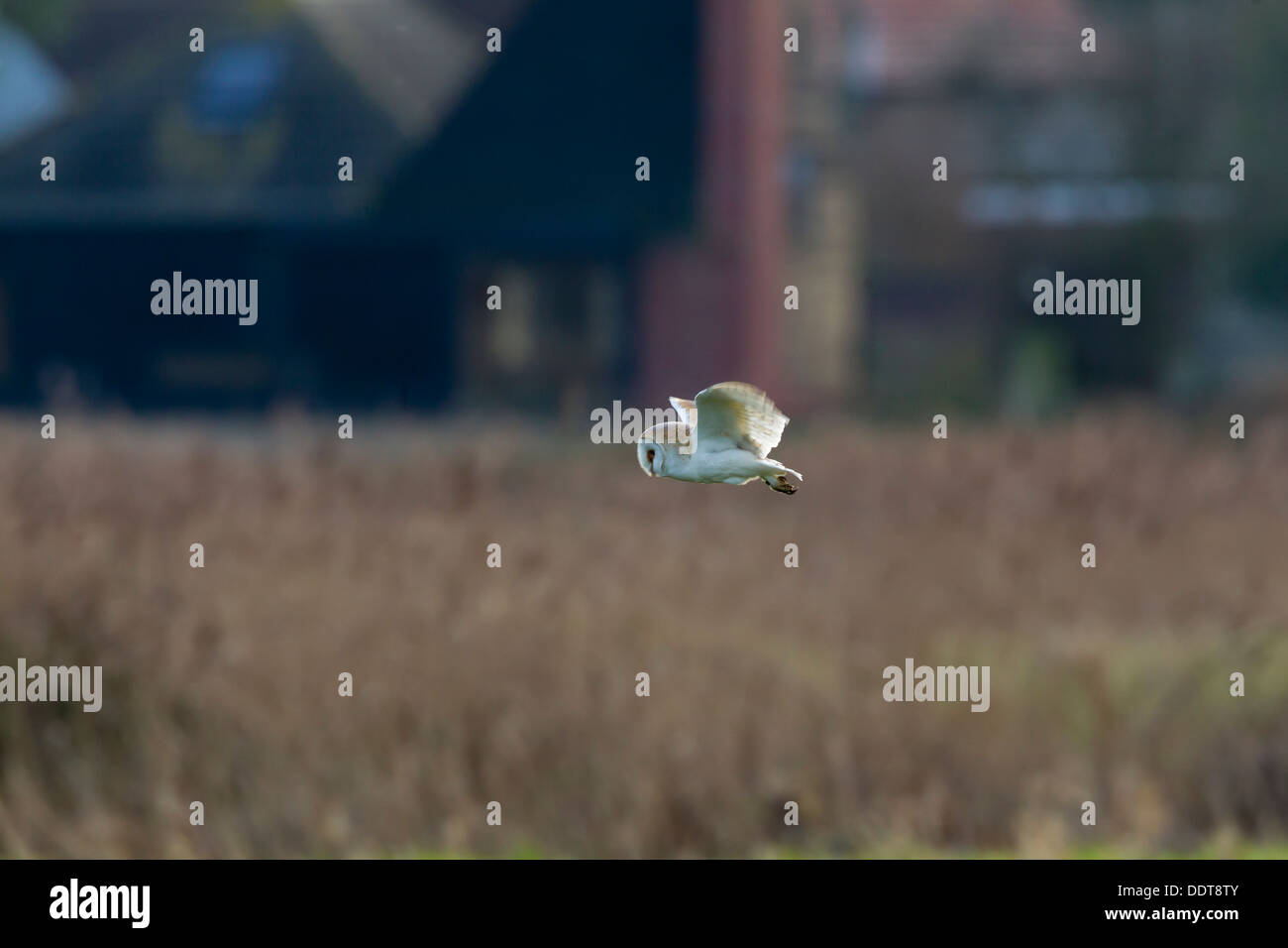 Barn owl hunt grass hi-res stock photography and images - Alamy