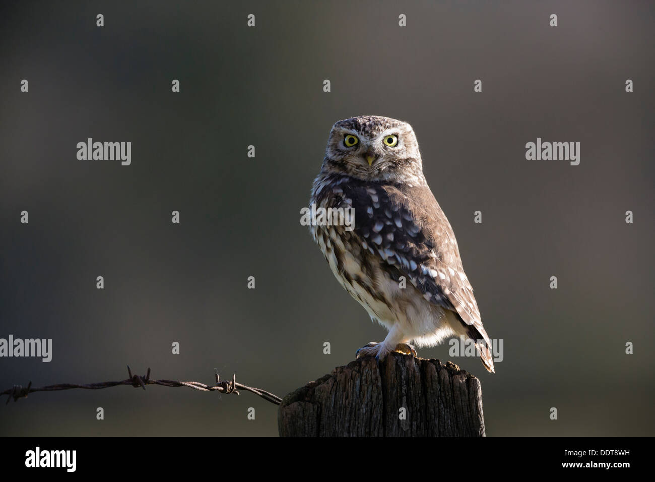 Old farm fence hi-res stock photography and images - Alamy