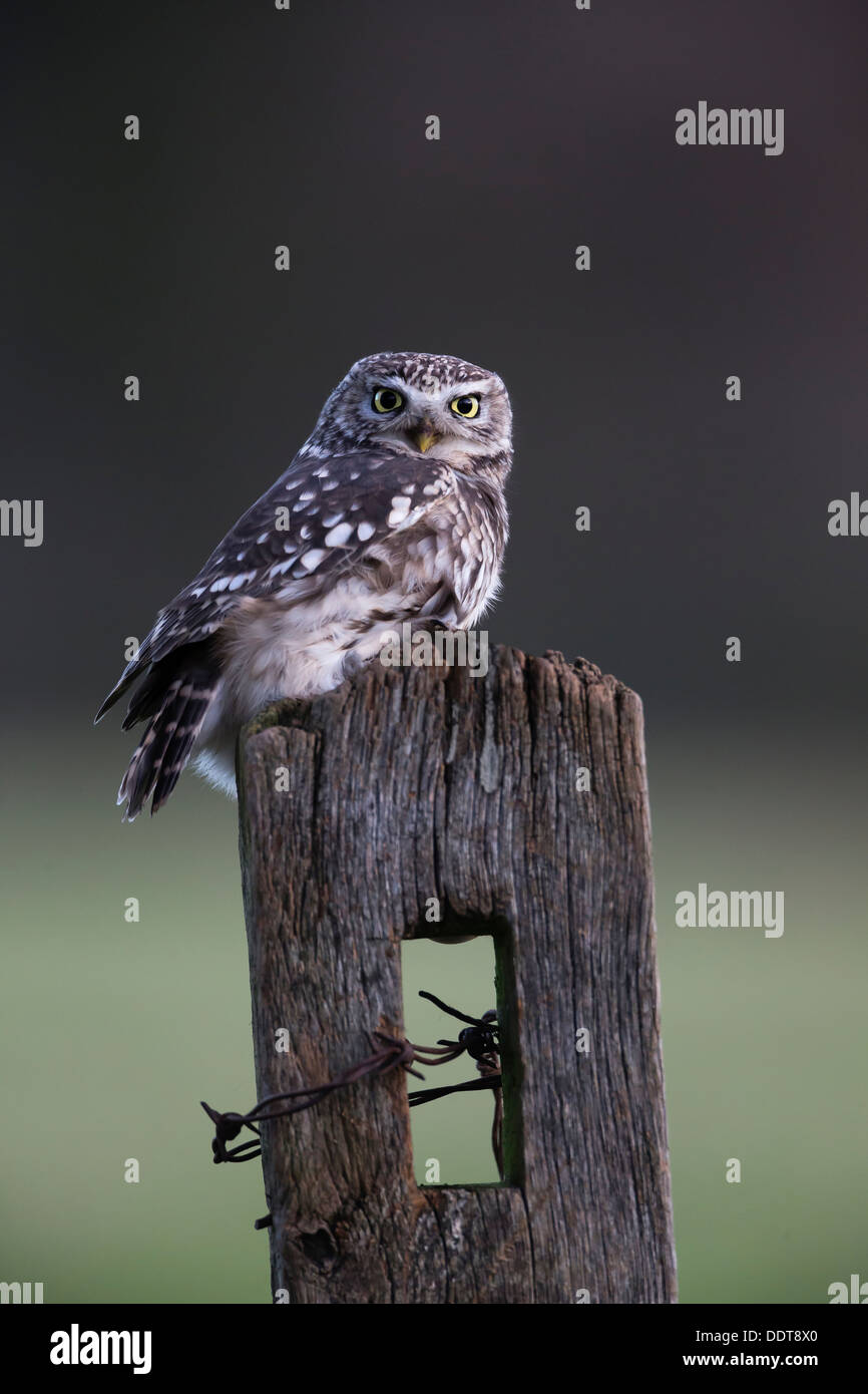 Fence post owl hi-res stock photography and images - Alamy