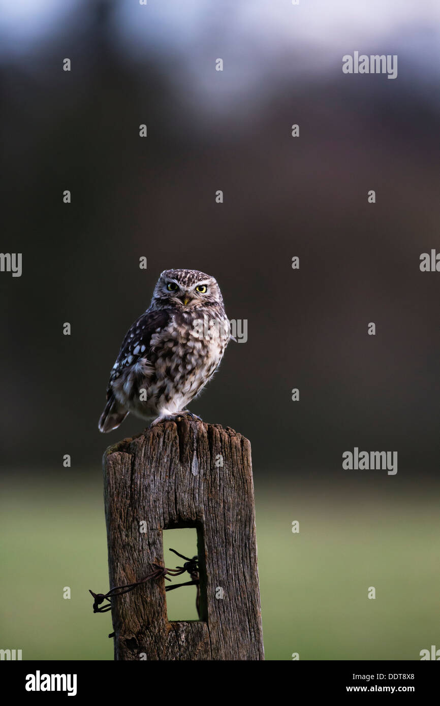 Old farm fence hi-res stock photography and images - Alamy