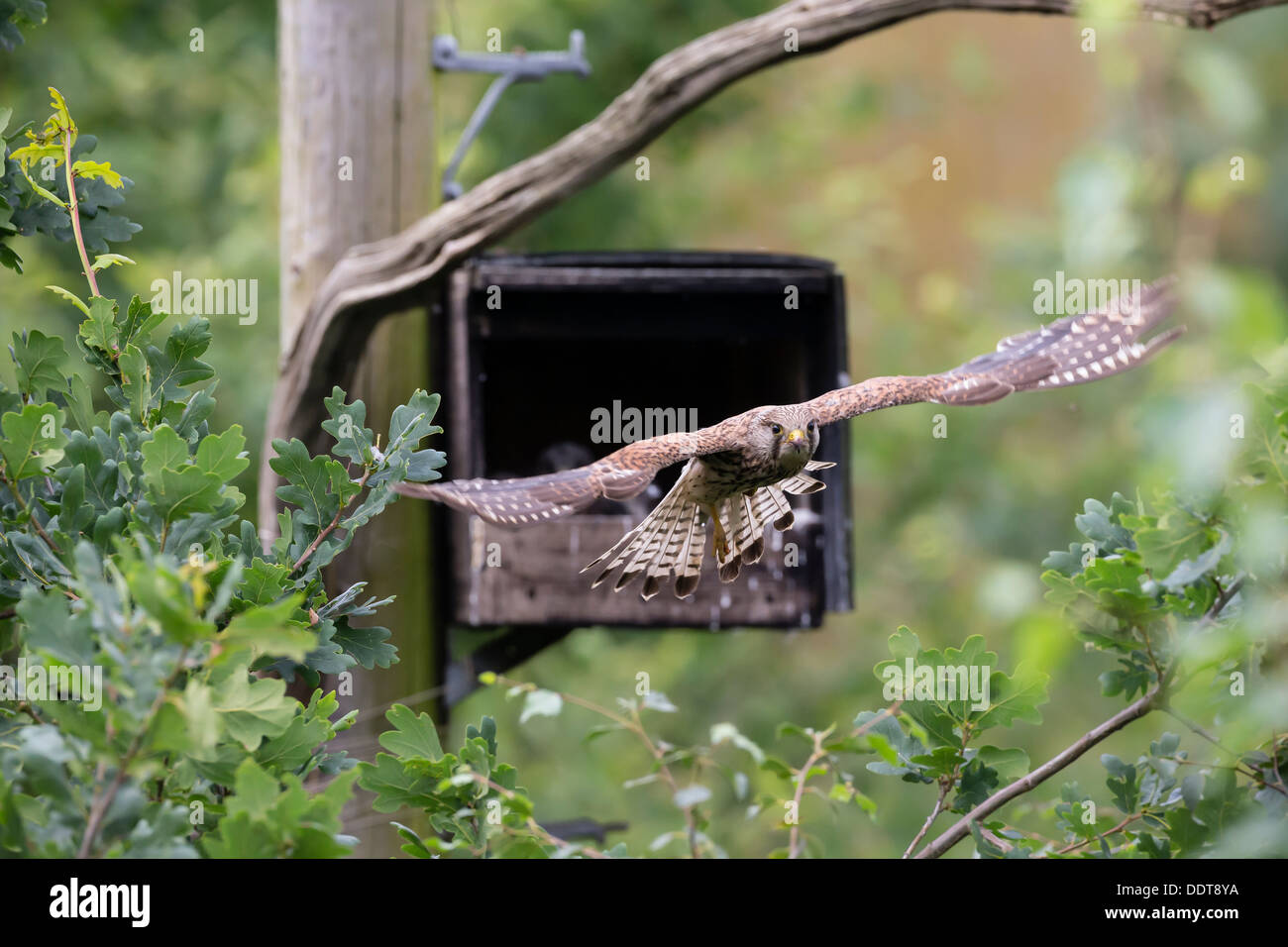 Kestrel nest box hi-res stock photography and images - Alamy