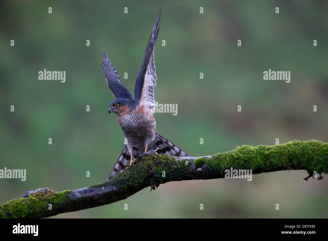 Sparrow hawk eating prey on the branch of a tree Stock Photo - Alamy