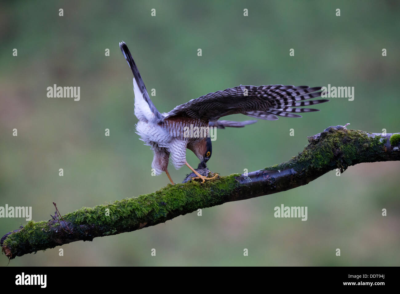 Sparrow hawk eating prey on the branch of a tree Stock Photo - Alamy