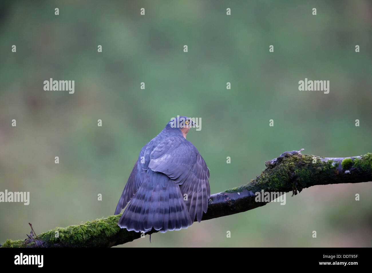 Mantling hi-res stock photography and images - Alamy