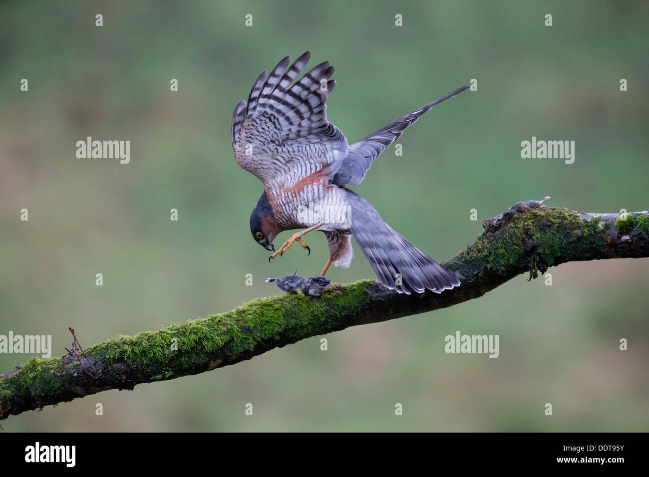 Sparrow hawk hi-res stock photography and images - Alamy