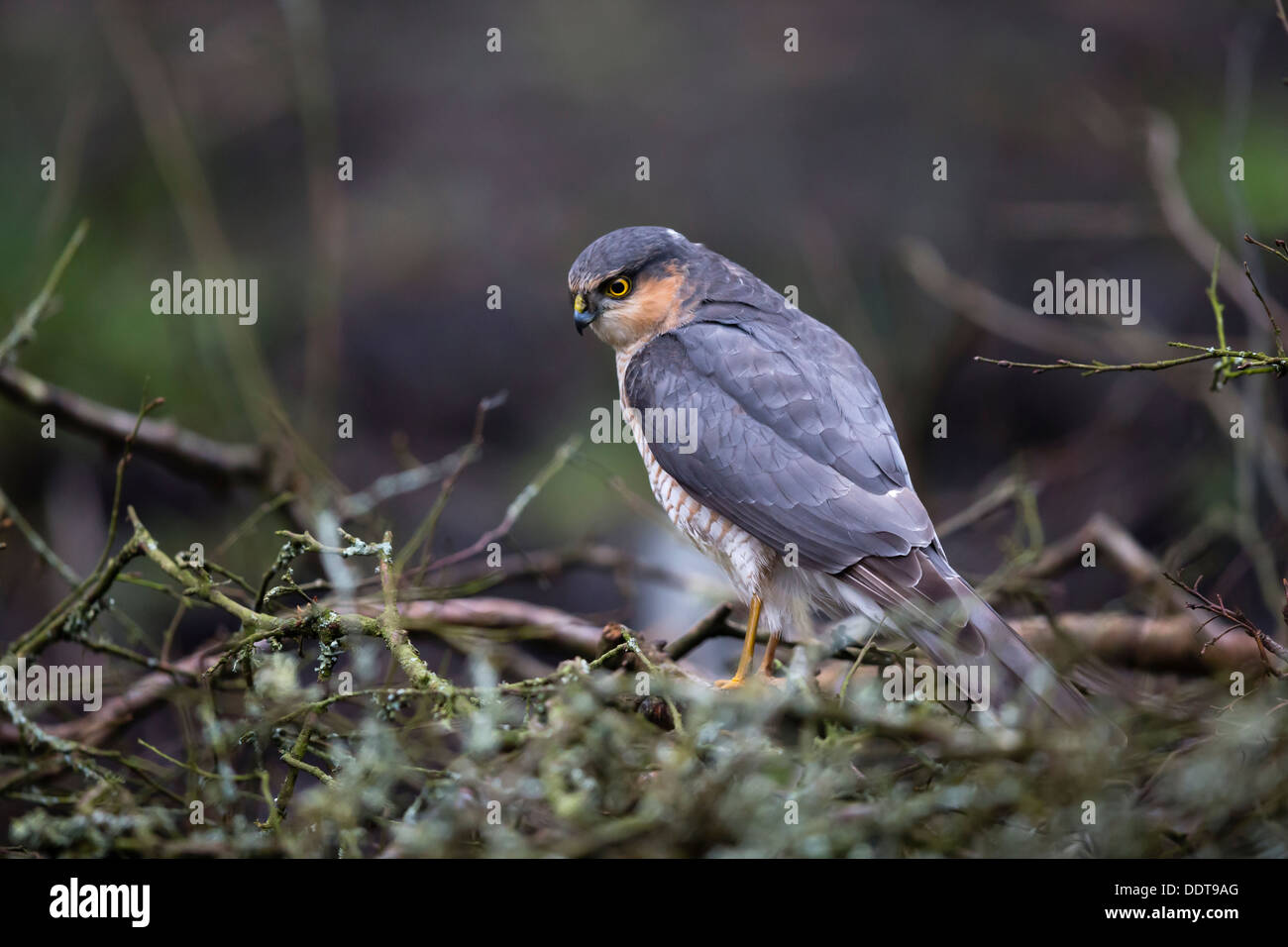 Sparrow hawk tree hi-res stock photography and images - Alamy