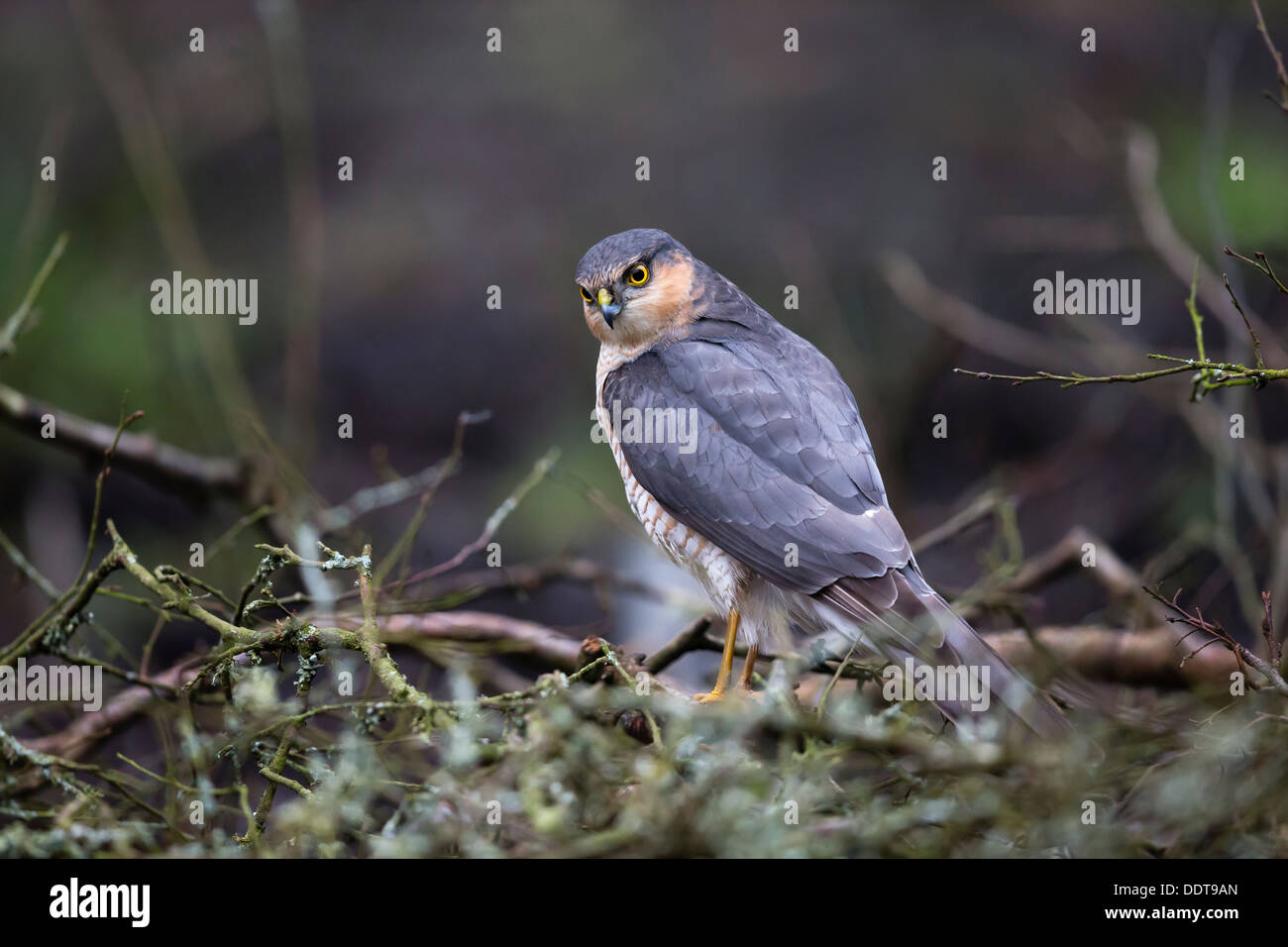 Sparrow hawk perched on a tree branch Stock Photo - Alamy
