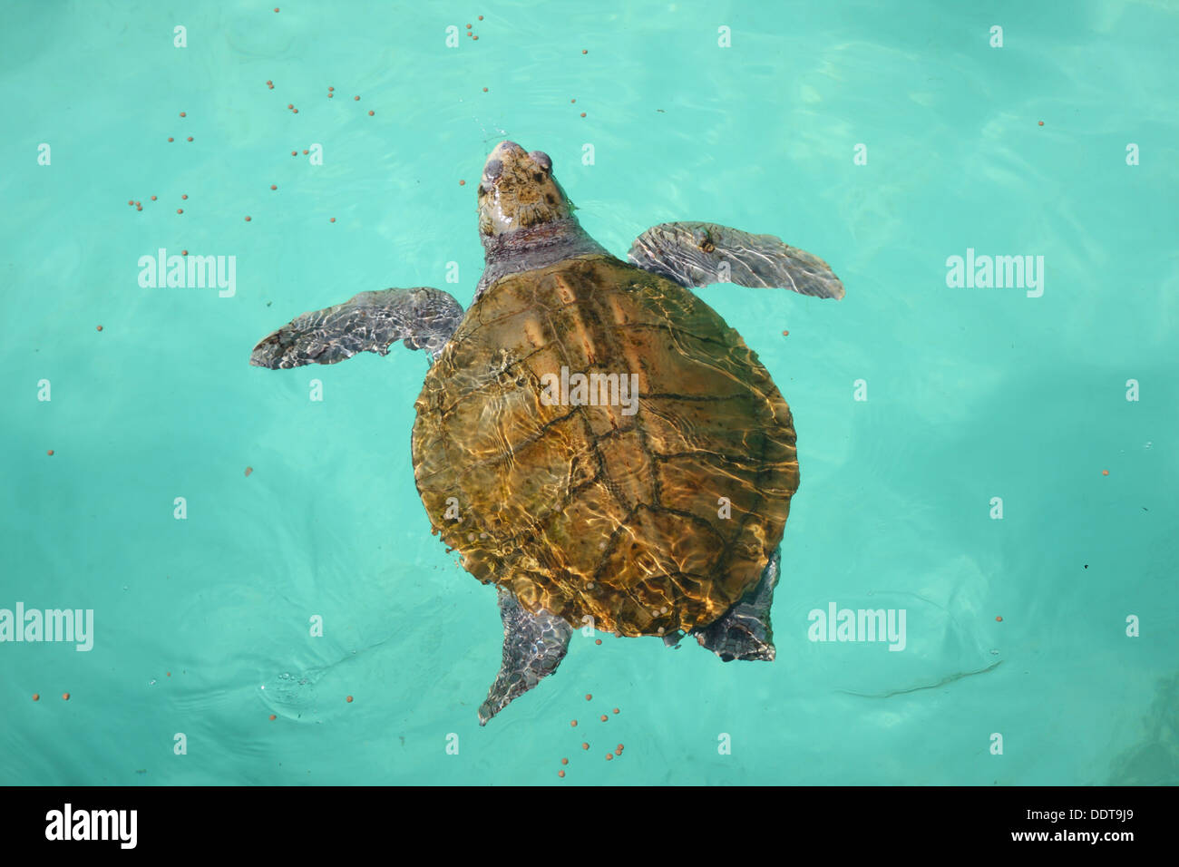 Green ocean turtle hi-res stock photography and images - Alamy
