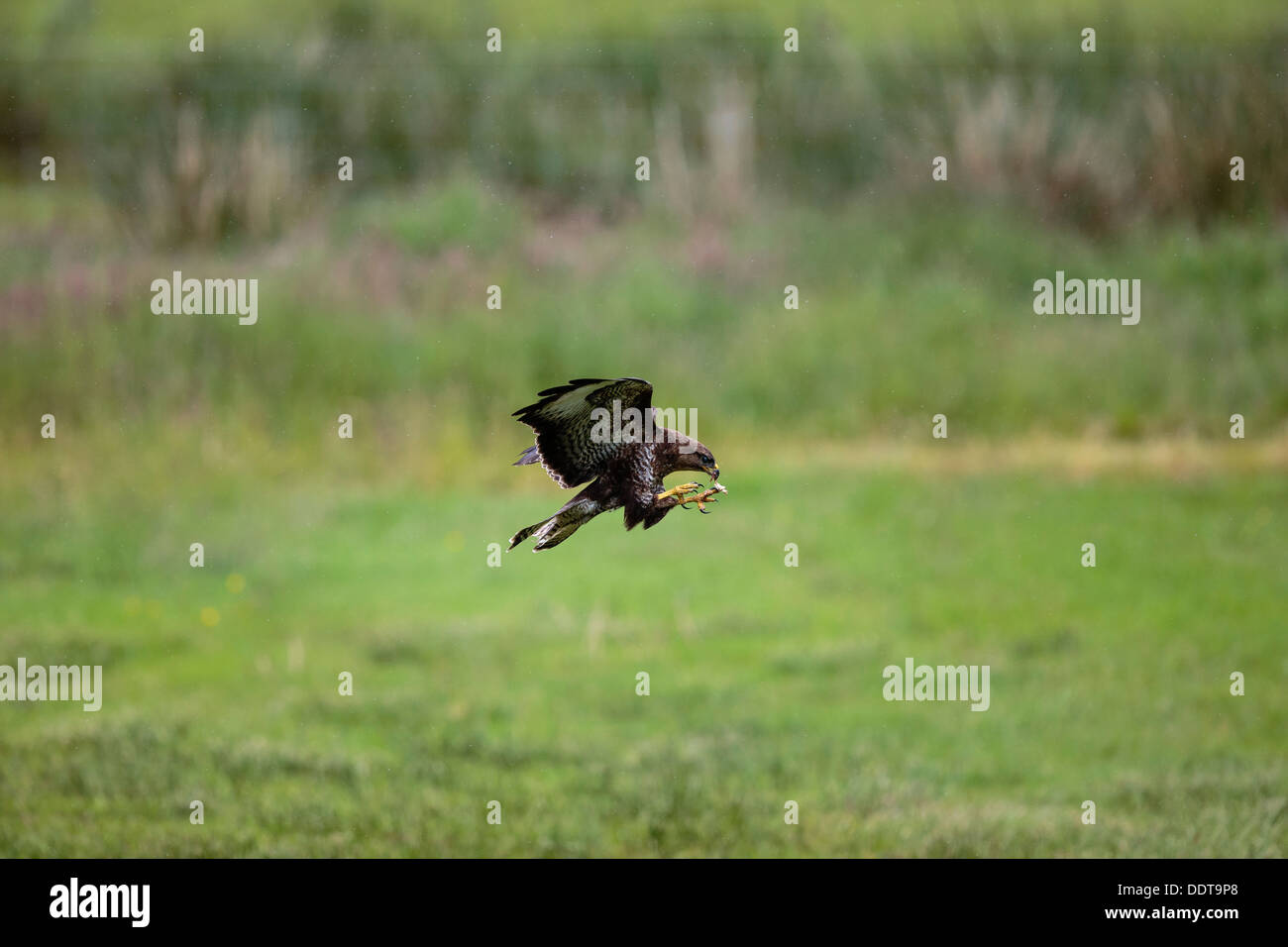 Buzzard in flight hi-res stock photography and images - Alamy