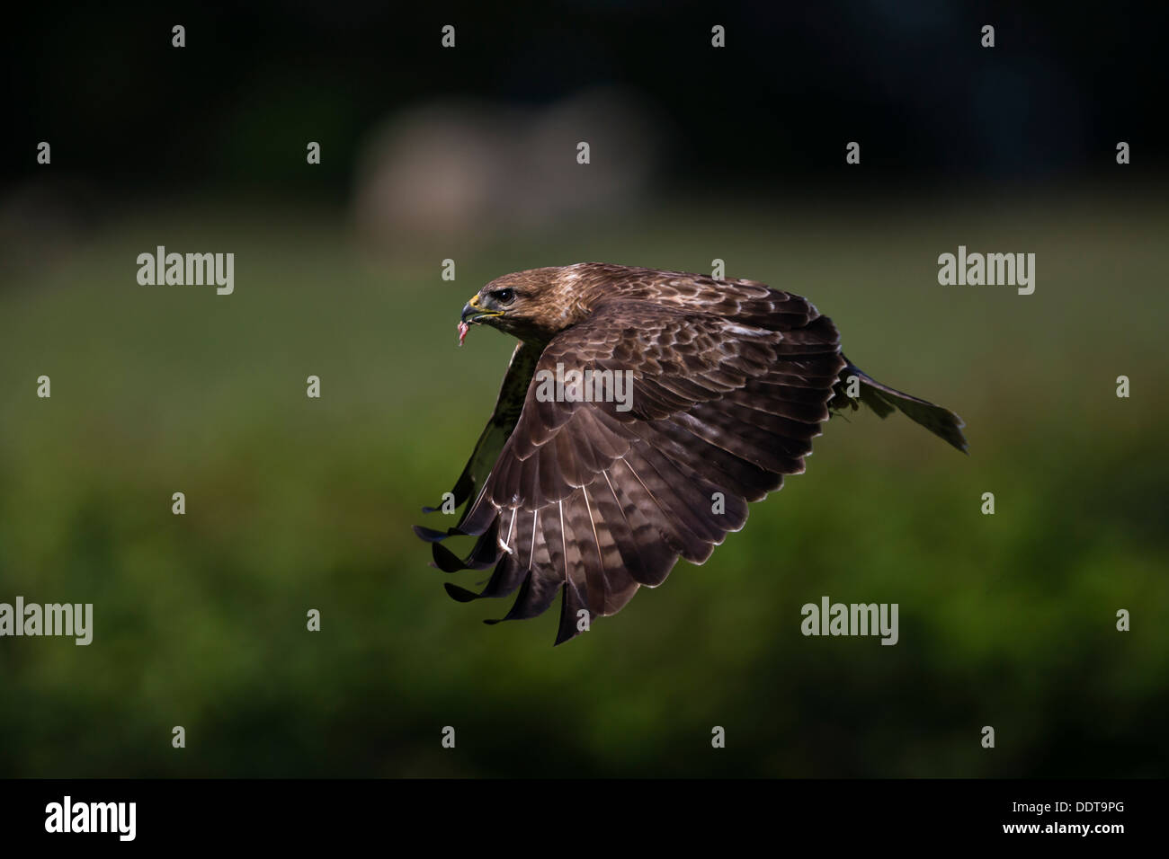 Buzzard in flight with food in its beak Stock Photo - Alamy