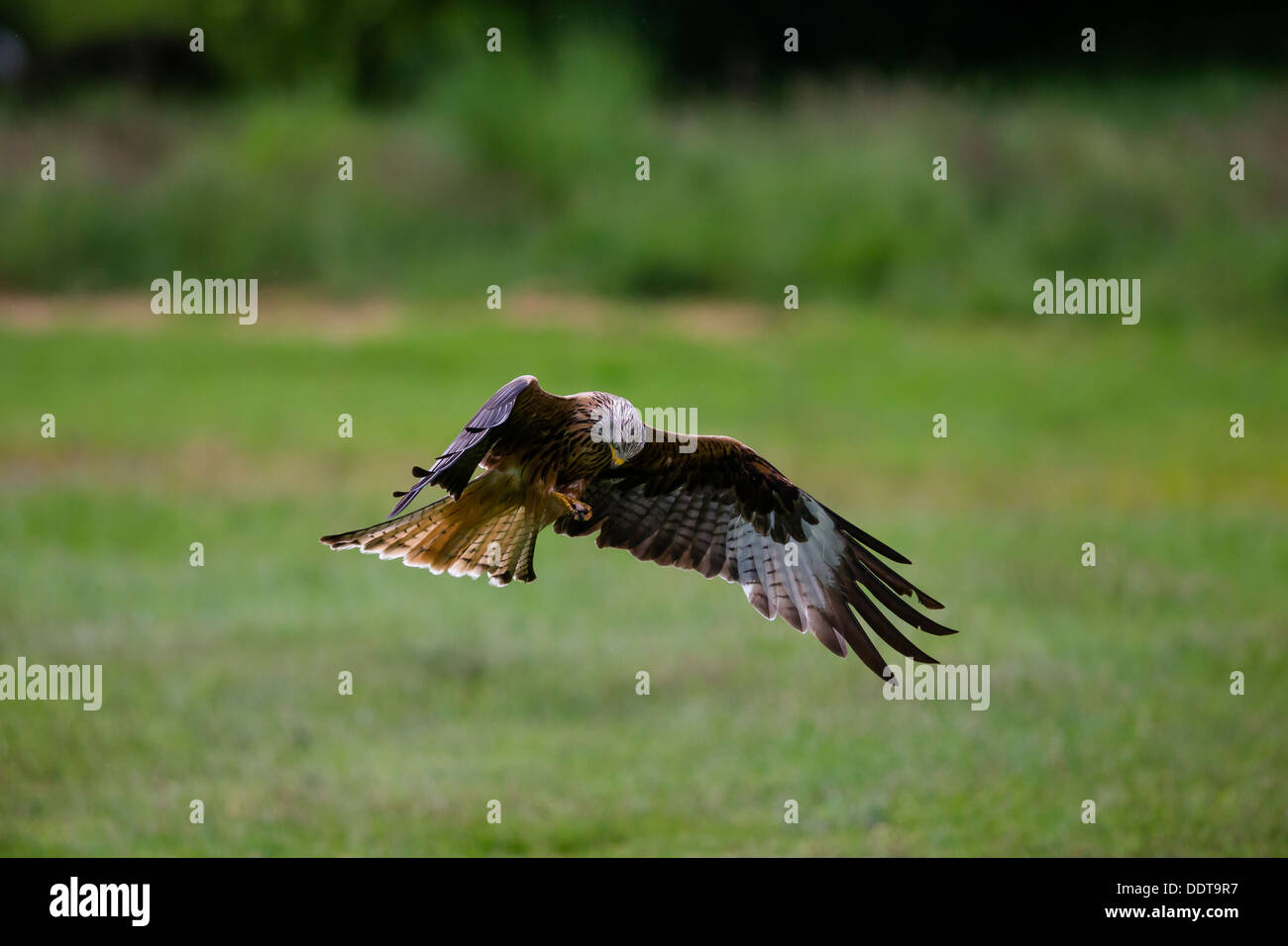 Red kite feeding on the wing Stock Photo - Alamy