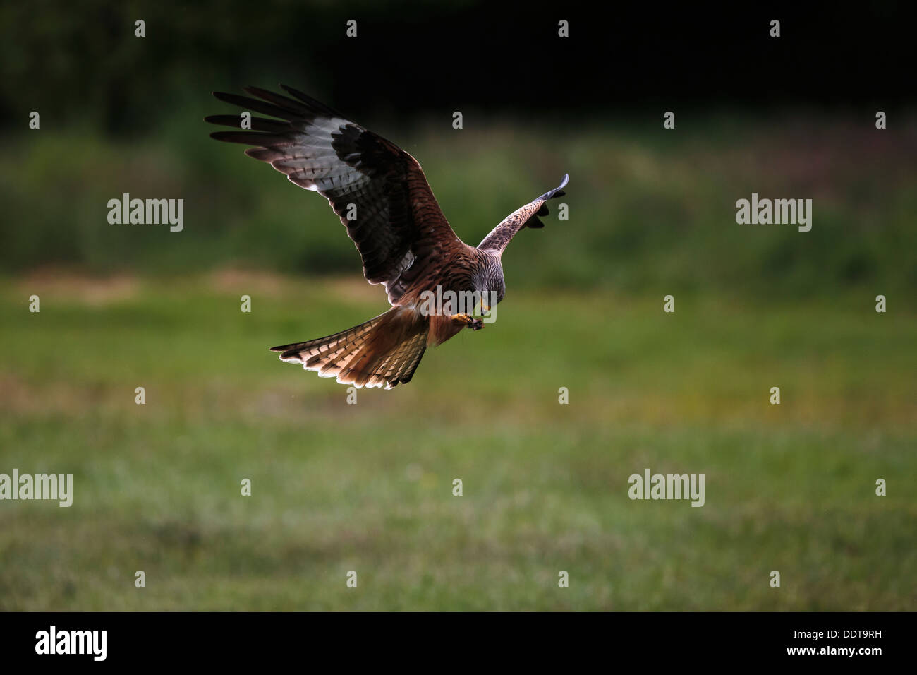 Red kite feeding on the wing Stock Photo - Alamy