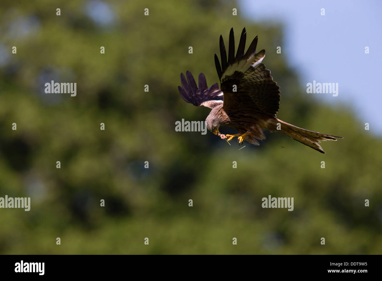 Red kite feeding on the wing Stock Photo - Alamy
