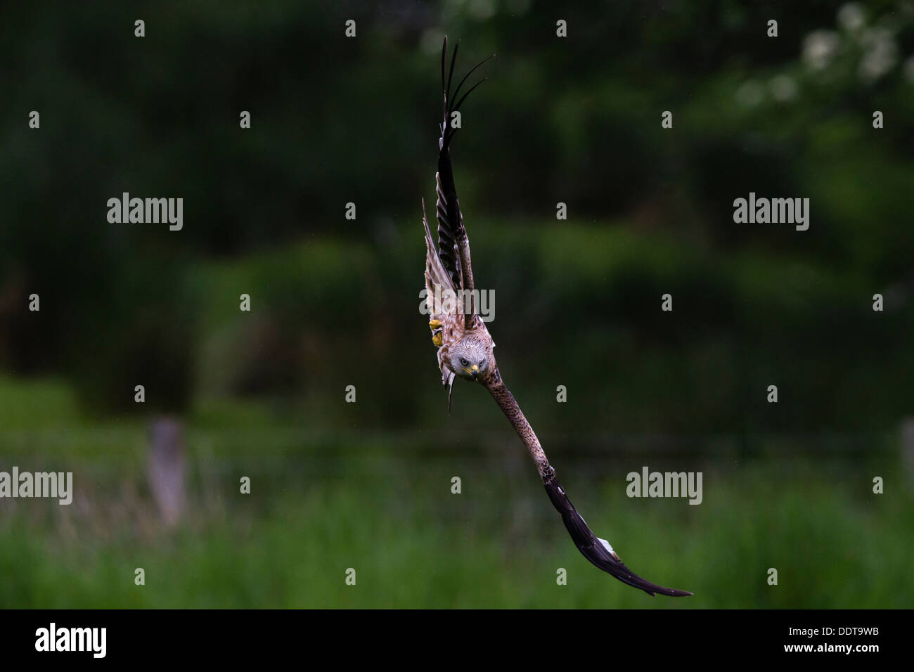 Red kite swooping in a vertical position in a rural environment Stock ...