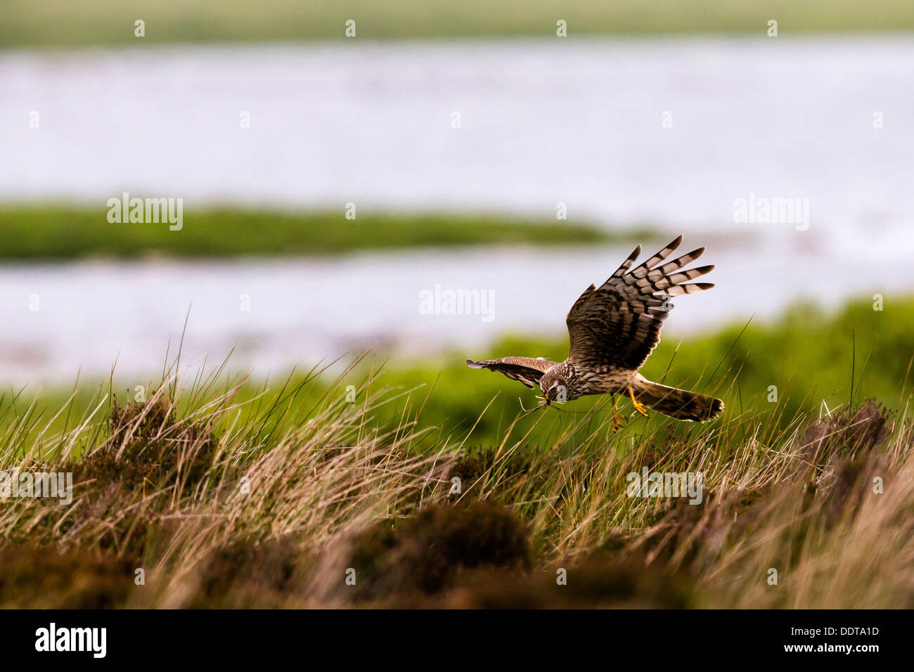 Female hen harrier hi-res stock photography and images - Alamy