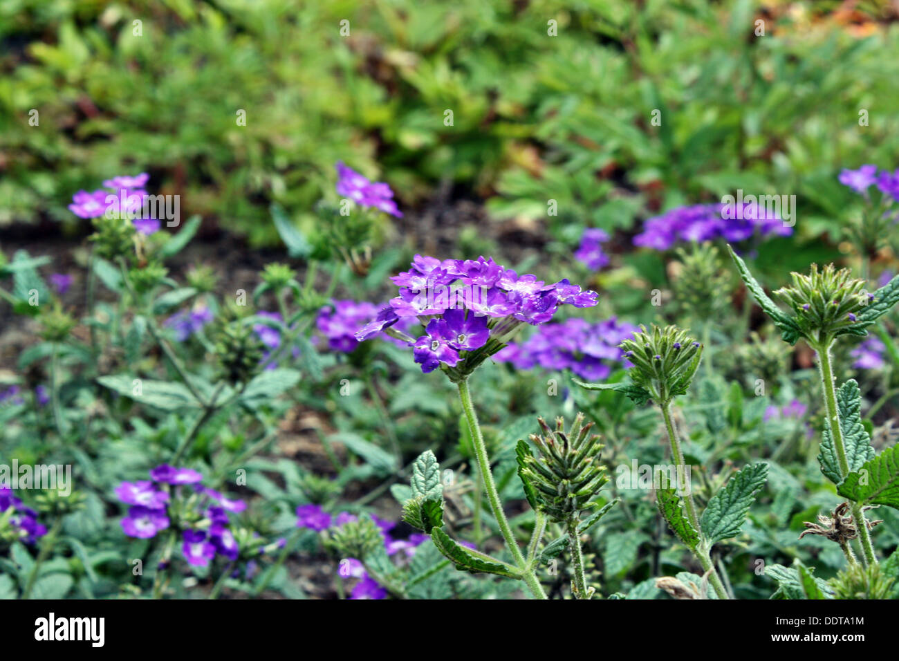 Verbena flowers growing in the garden Stock Photo - Alamy