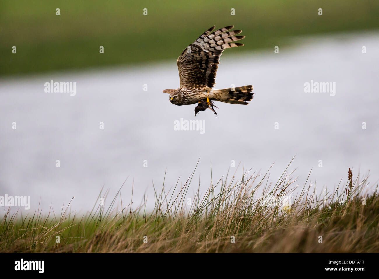 Hen harrier in flight hi-res stock photography and images - Alamy