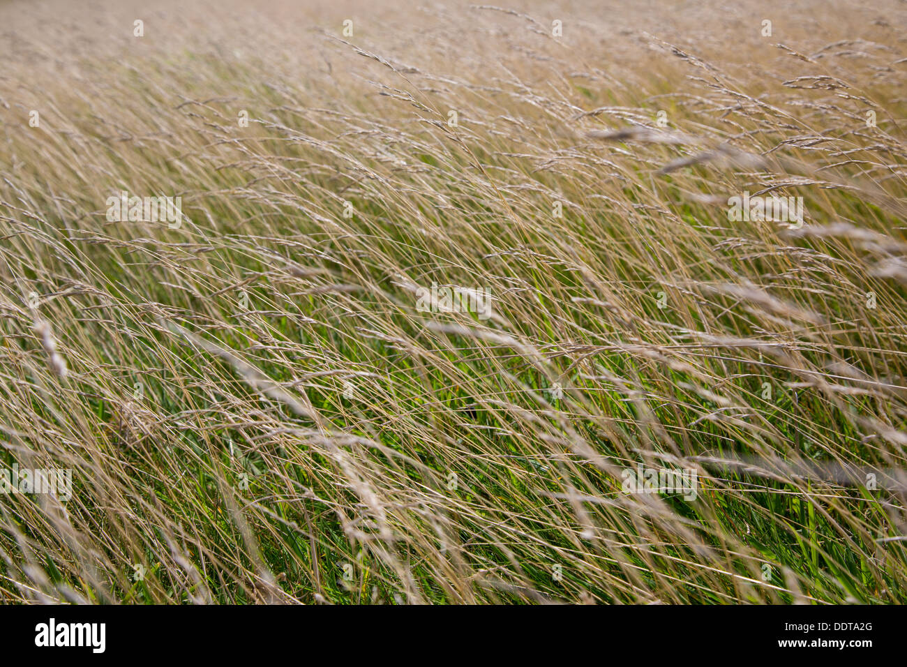 Long grass seeds hi-res stock photography and images - Alamy