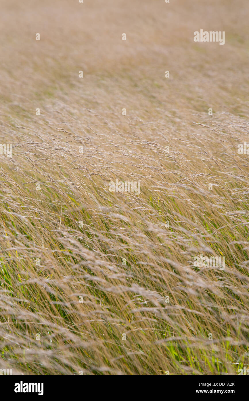 Long dried grass hi-res stock photography and images - Alamy