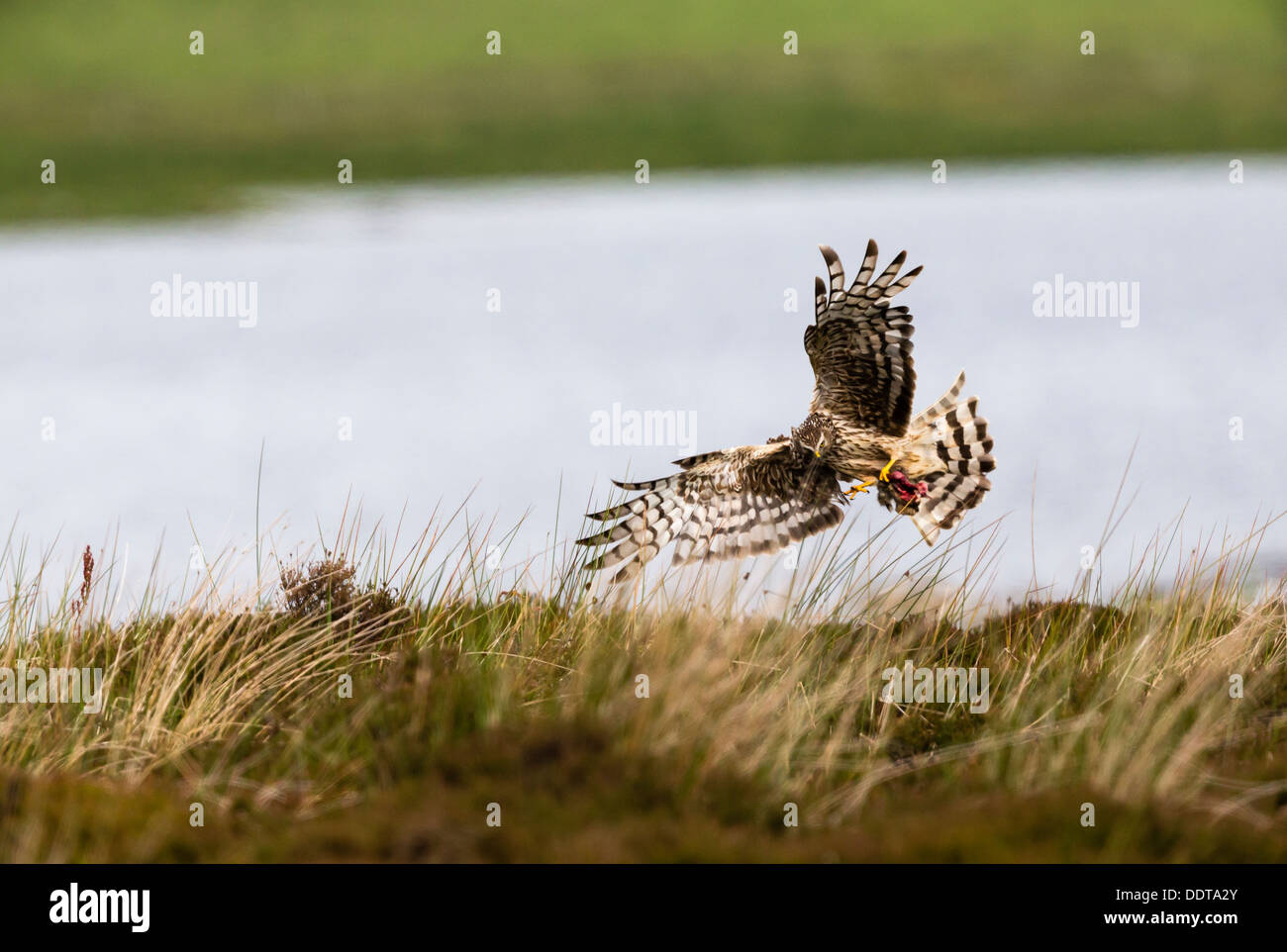 Female hen harrier in flight carrying prey Stock Photo - Alamy