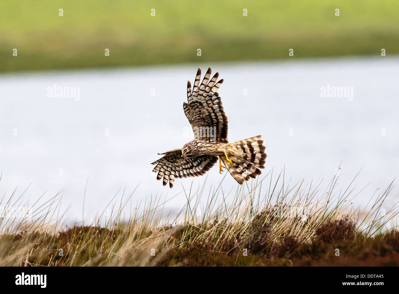 Female hen harrier hi-res stock photography and images - Alamy