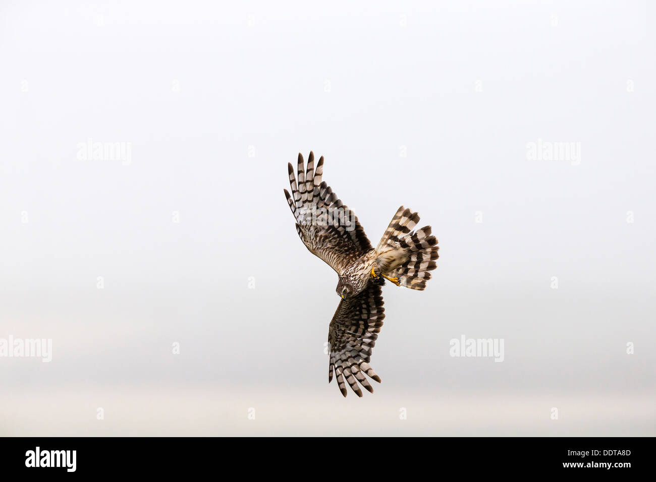 Female hen harrier in flight carrying prey Stock Photo - Alamy