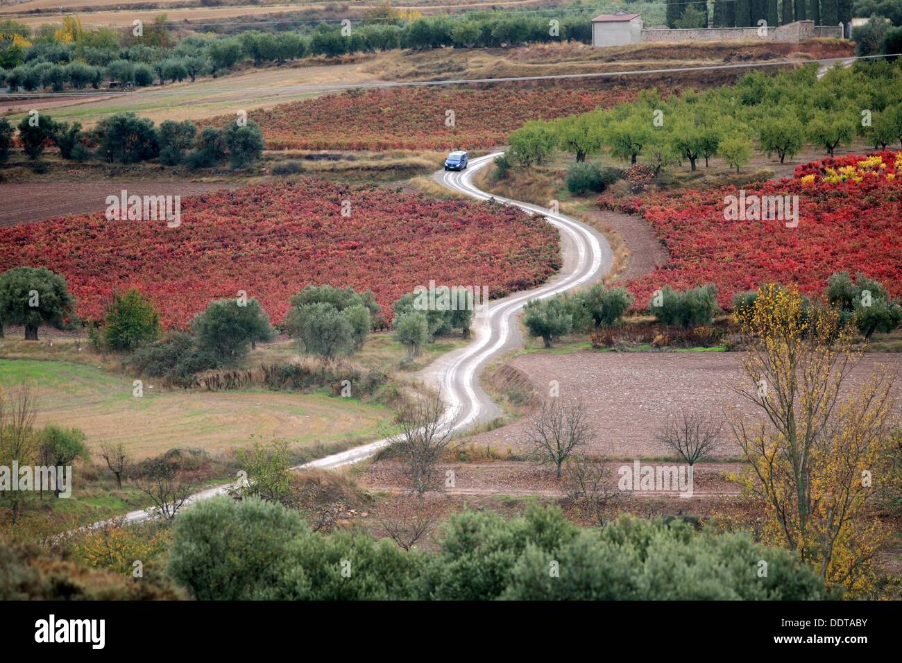 Vines and olive trees, Jubera valley, Rioja wine region, Spain, Europe ...