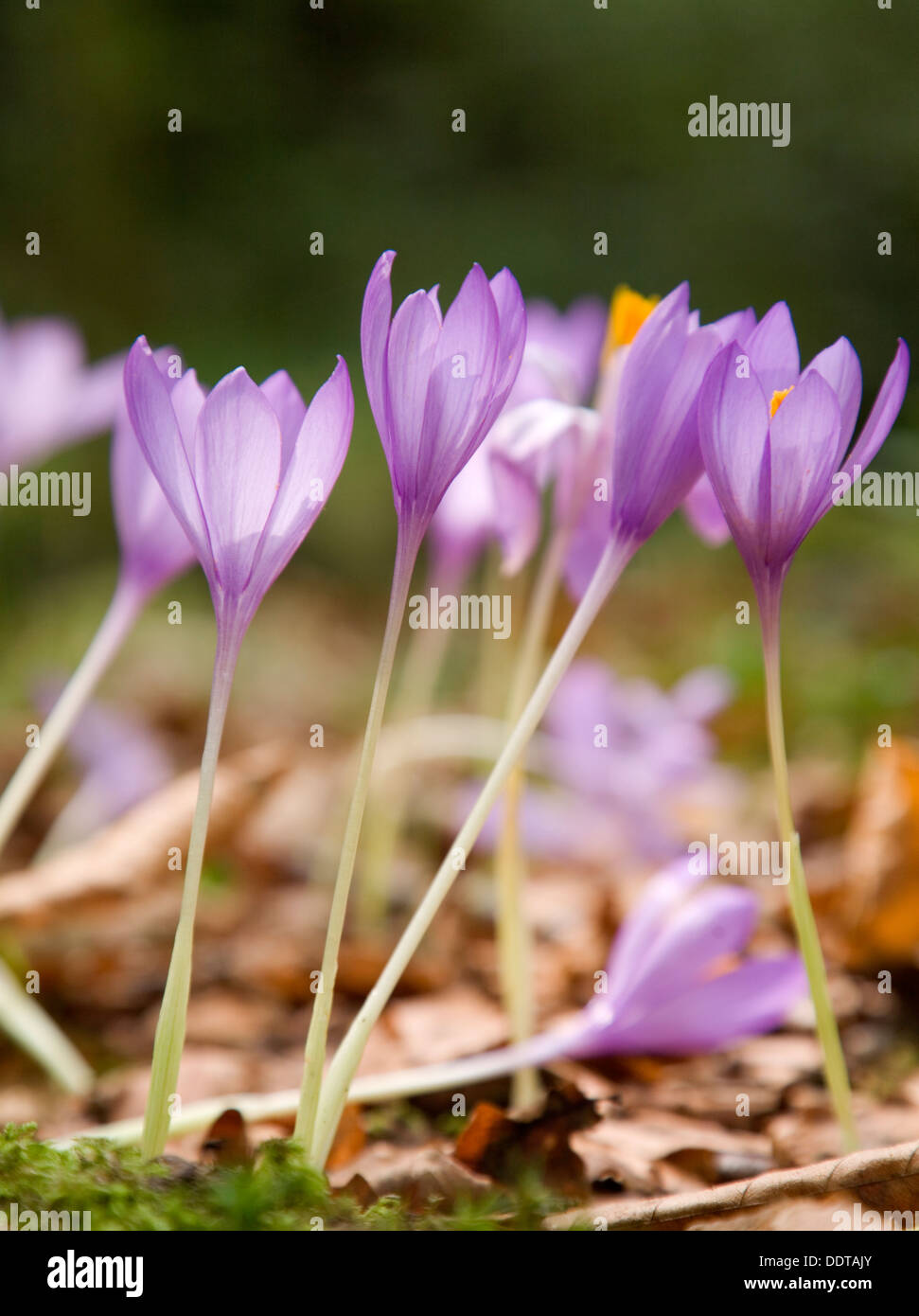 Saffron crocus hi-res stock photography and images - Alamy