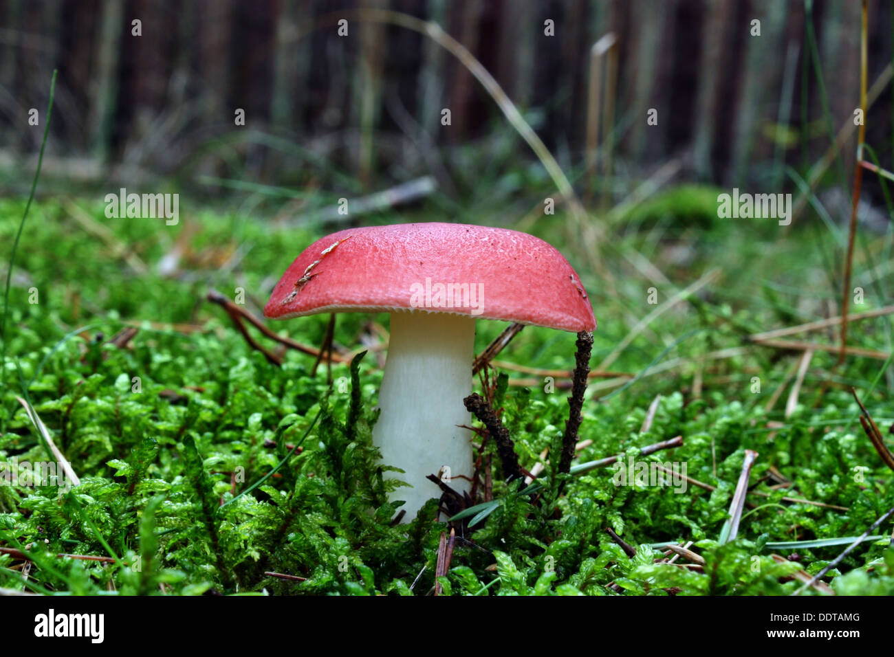 Red mushroom russula in the forest Stock Photo - Alamy