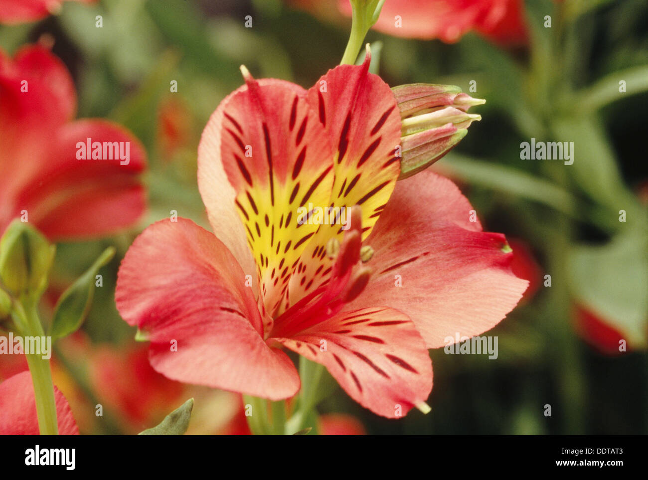 Alstroemeria ligtu hybrid hi-res stock photography and images - Alamy