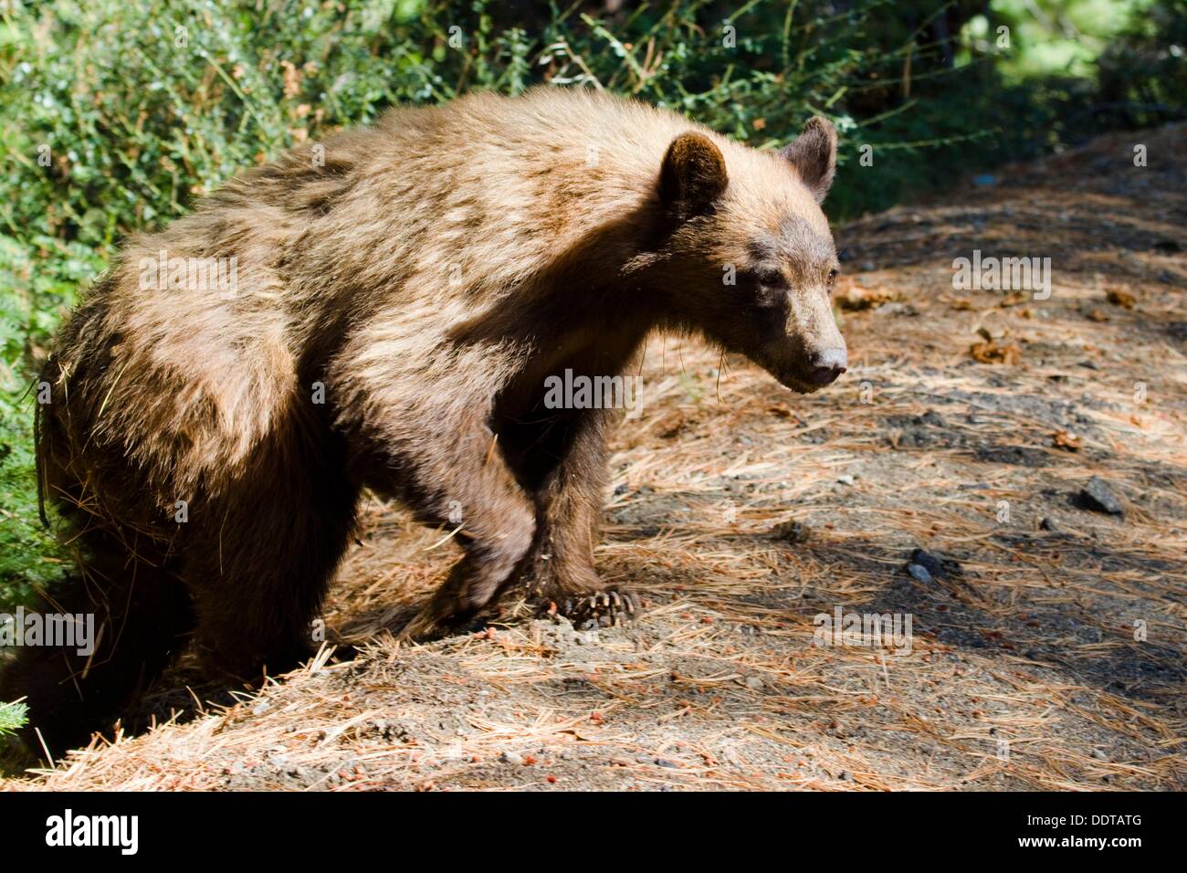 Black Bear In Sequoia National Park High Resolution Stock Photography ...