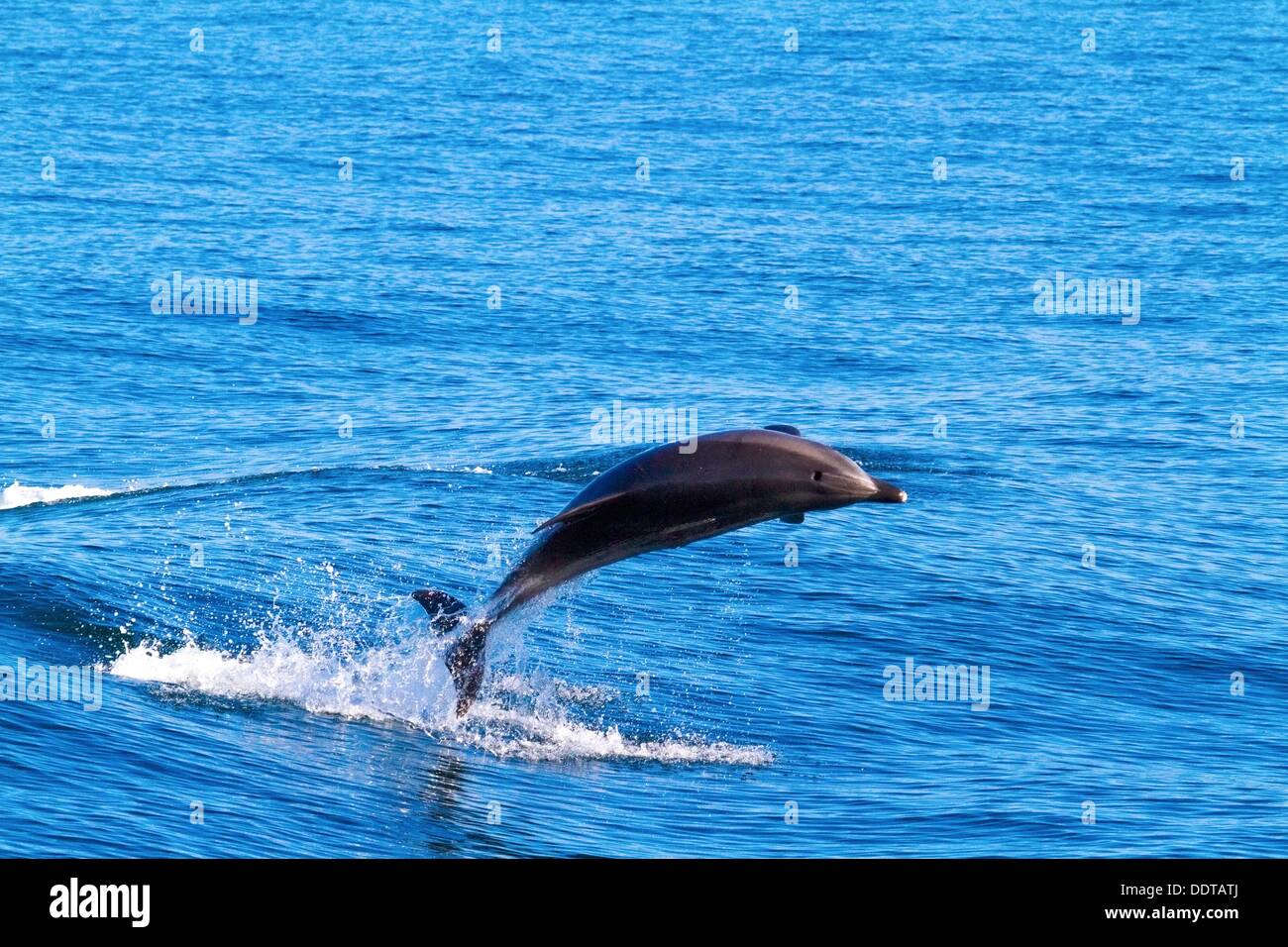 Pacific offshore bottlenose dolphin hi-res stock photography and images ...