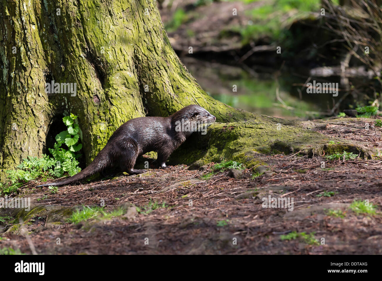 Otter on the river bank walking along side a tree Stock Photo - Alamy