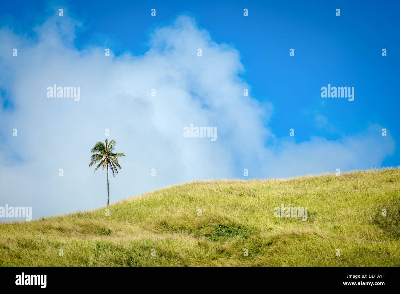 Coconuts wind hi-res stock photography and images - Alamy