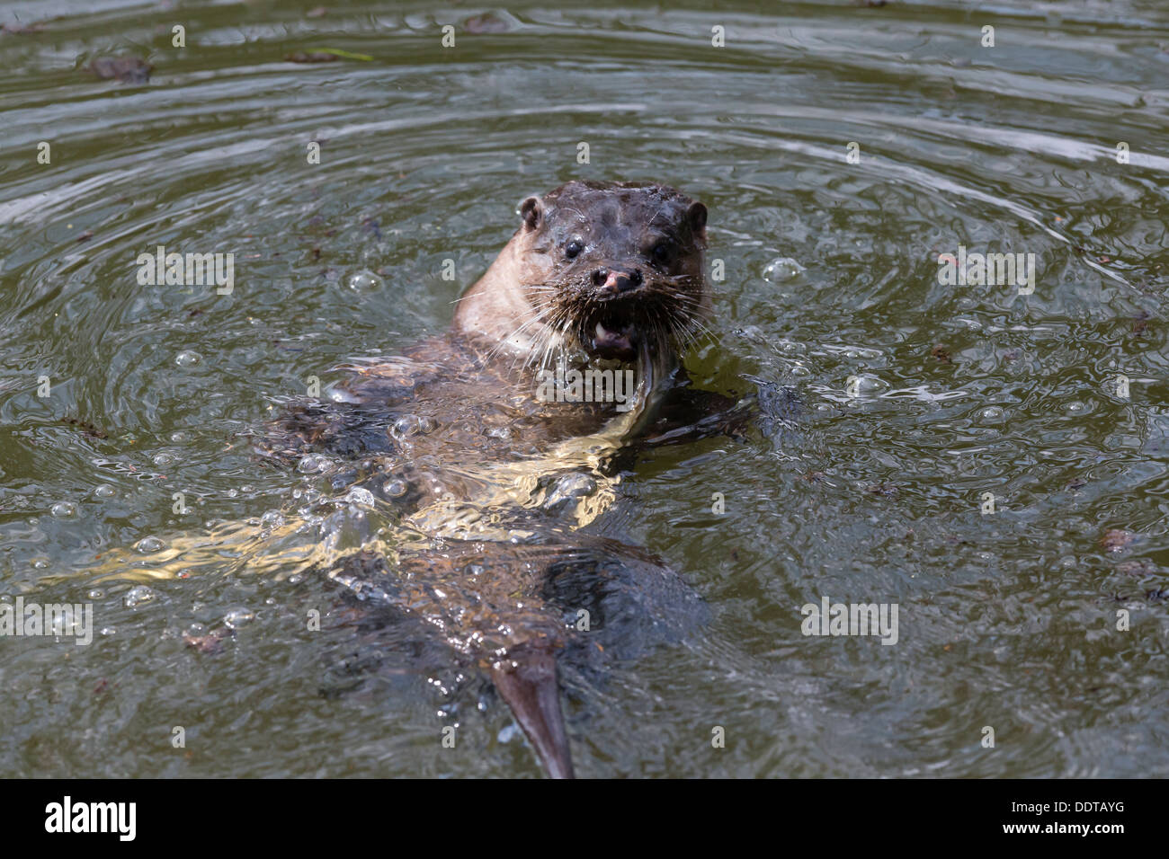 Fish otter lying on back hi-res stock photography and images - Alamy