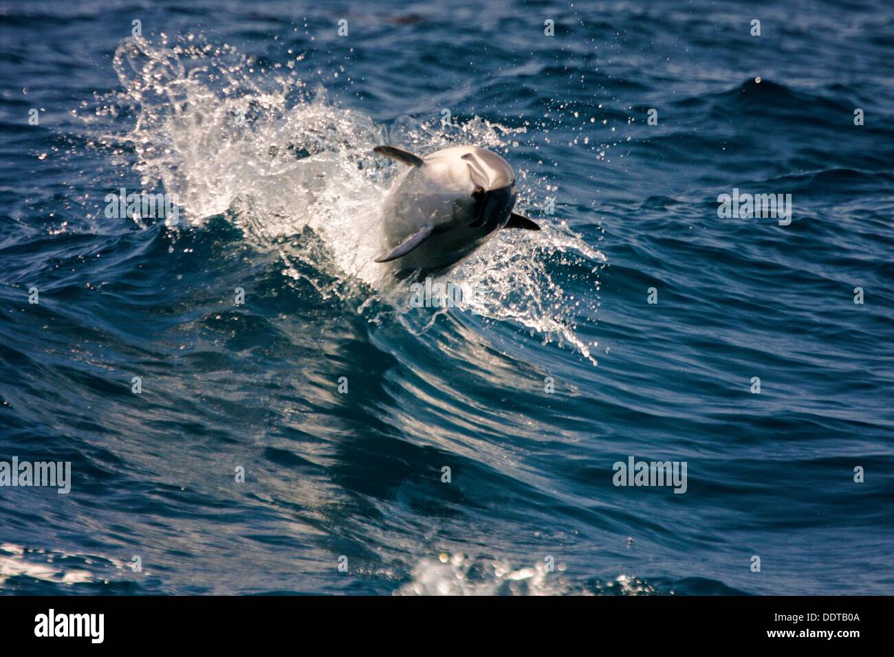 Mahi mahi dolphin fish hi-res stock photography and images - Alamy