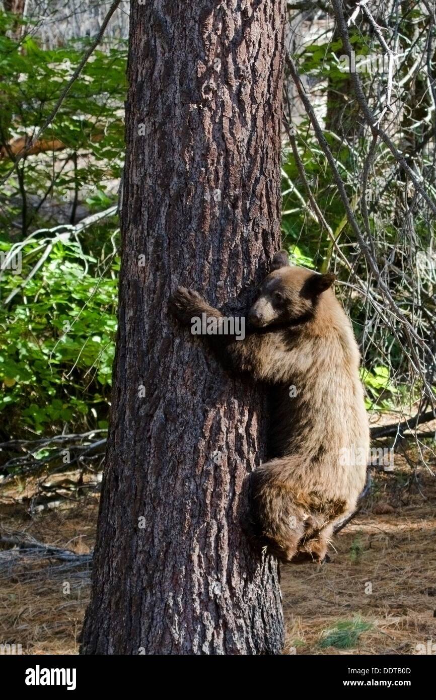 Black bear hugging a tree Stock Photo - Alamy