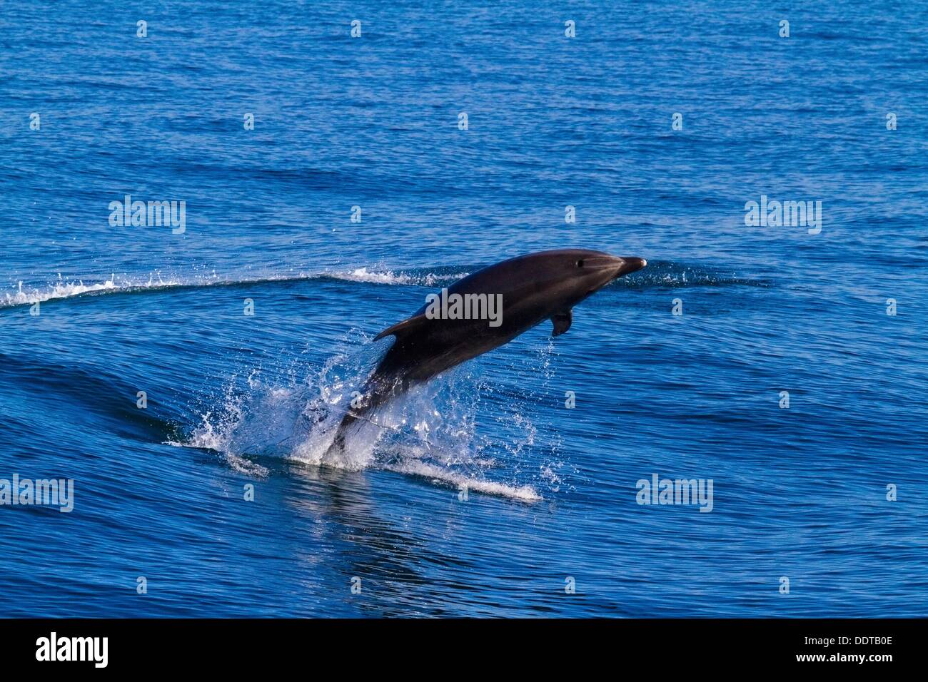 Pacific offshore bottlenose dolphin hi-res stock photography and images ...