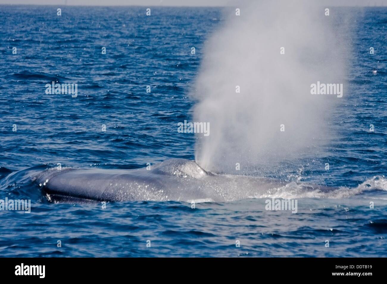 Blue whale channel islands hi-res stock photography and images - Alamy