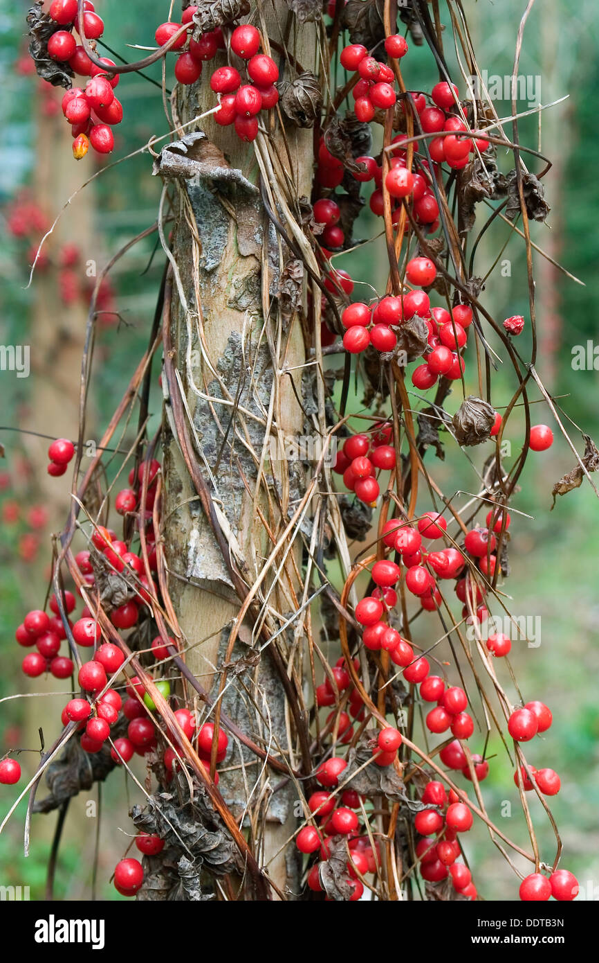 Black Bryony (Dioscorea communis) fruits Stock Photo - Alamy